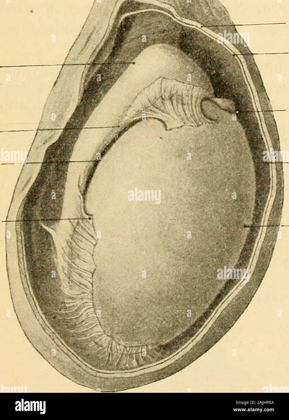 Die männlichen Geschlechtsorgane . rlin, Nr. 34, i8g5. 71) Weber, E., H ...