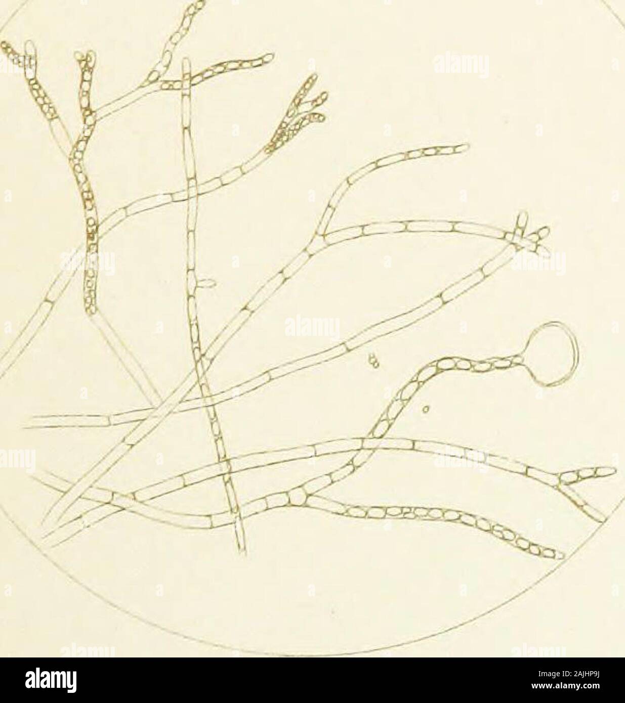 Atlas of urinary sediments; with special reference to their clinical ...