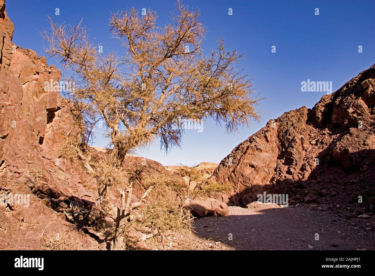 Acacia tree in the deserts of Israel Stock Photo - Alamy
