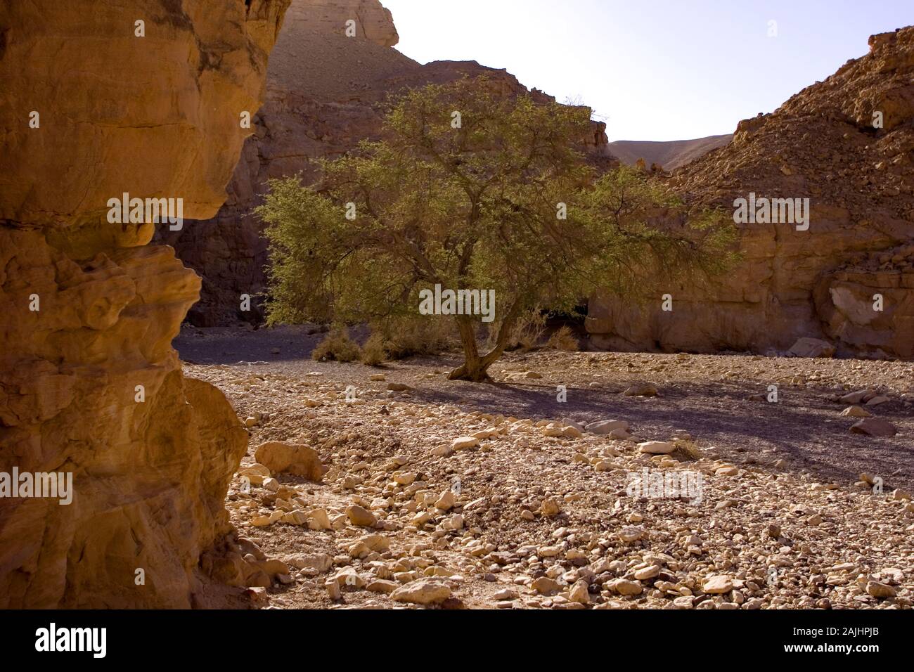 Acacia tree in the deserts of Israel Stock Photo - Alamy