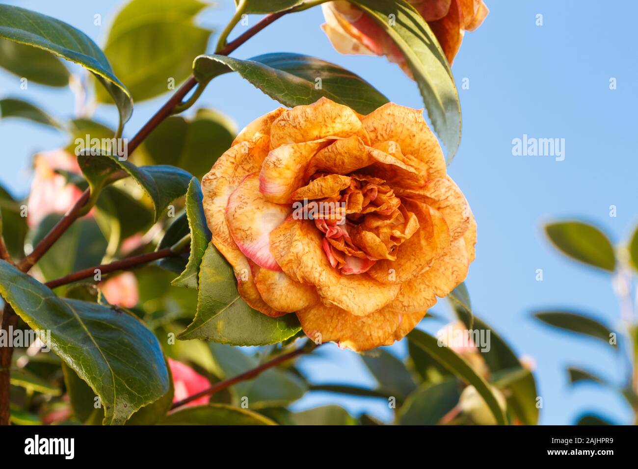 Rotten garden hi-res stock photography and images - Alamy