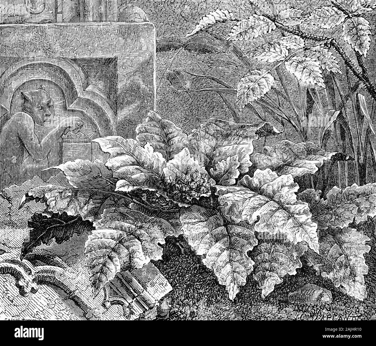 Mandrake plant hi-res stock photography and images - Alamy