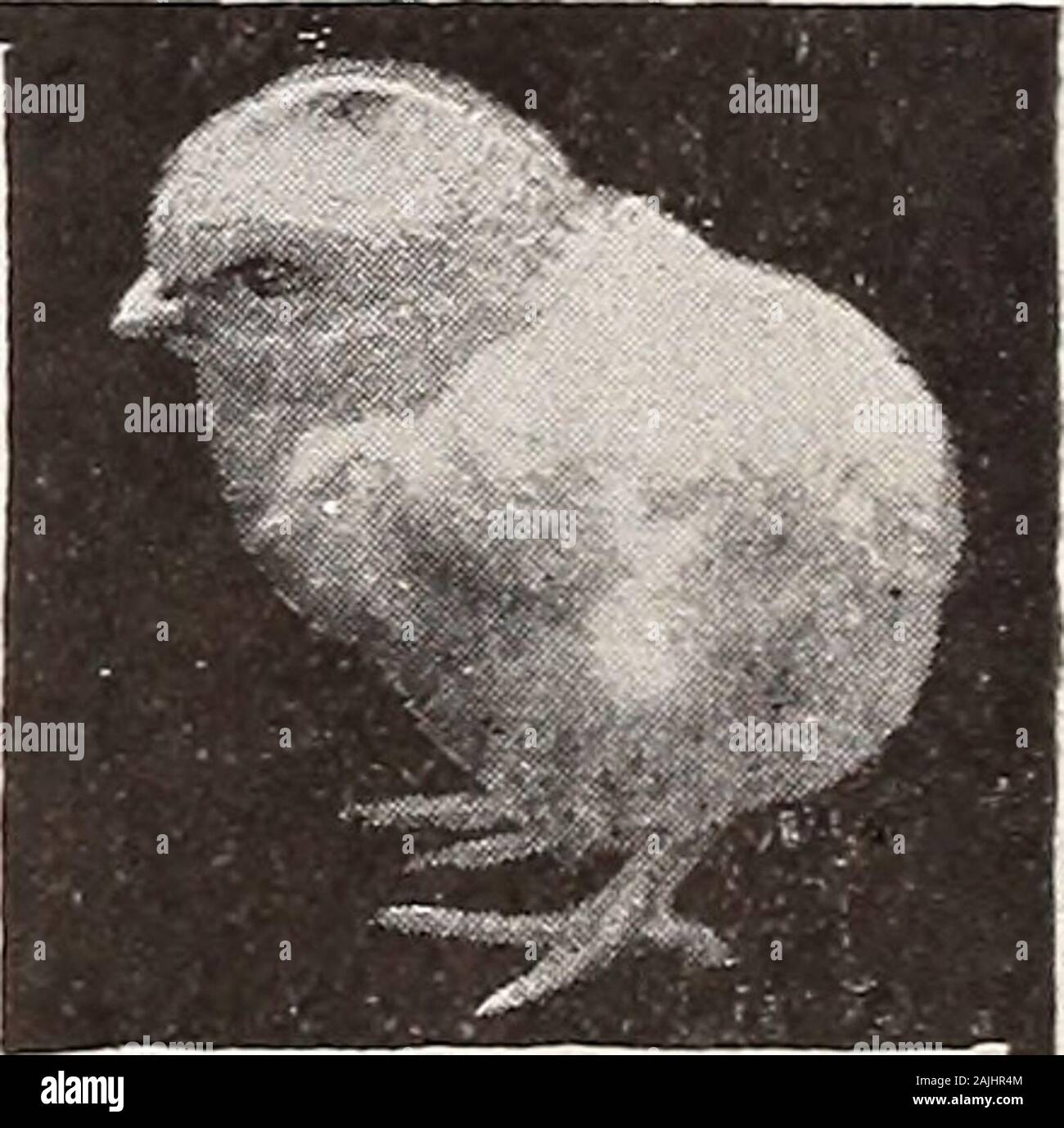 American poultry world . BirdsThatWin! Wilburtha Birds were invincible ...