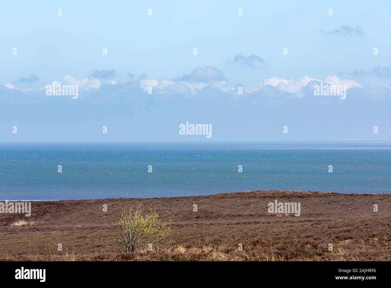 Heide vegetation hi-res stock photography and images - Alamy