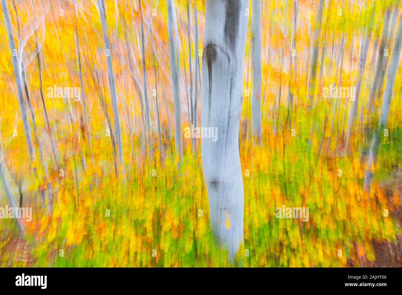 Beech, Hayedo Monte Real, Ajamil de Cameros, Cameros, La Rioja, Spain ...