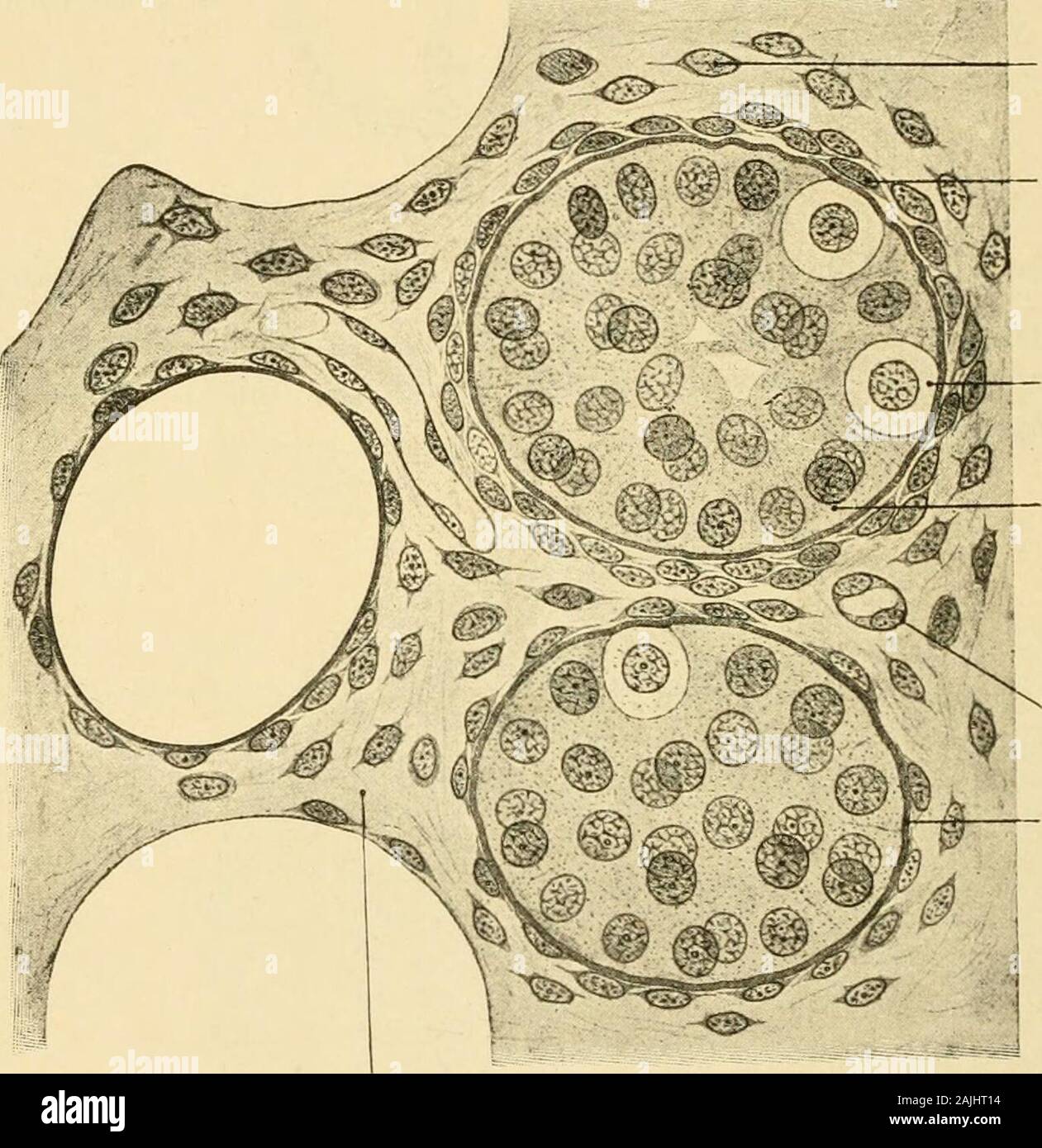 Die männlichen Geschlechtsorgane . rfolgt aberkeineswegs immer durch ...