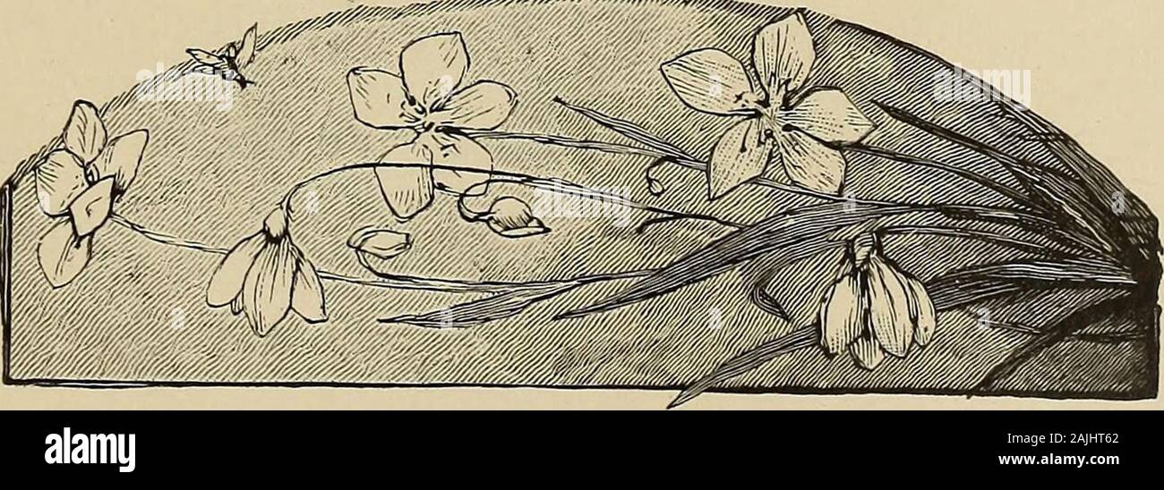 Squaw flower hi-res stock photography and images - Alamy