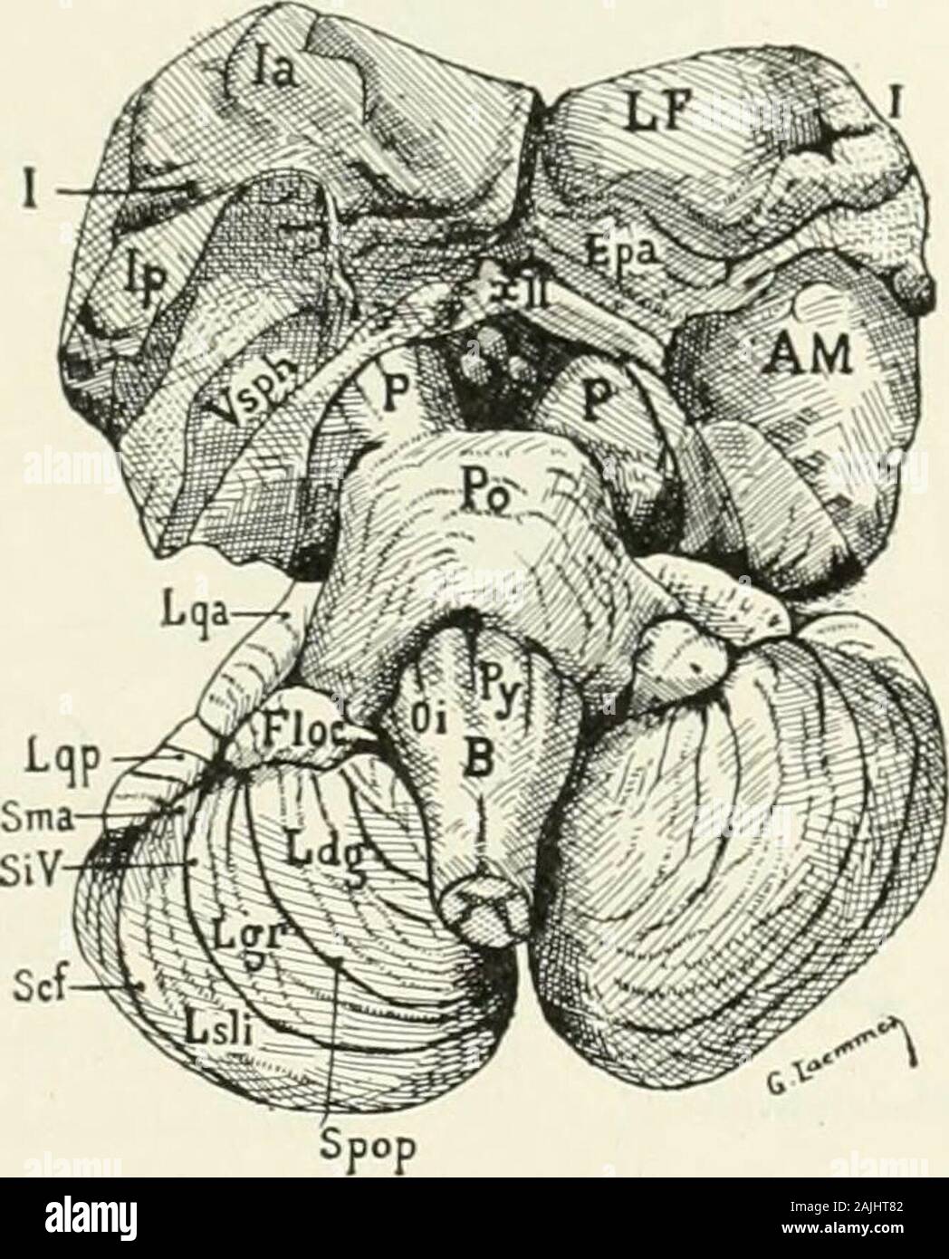 Organ originating hi-res stock photography and images - Alamy