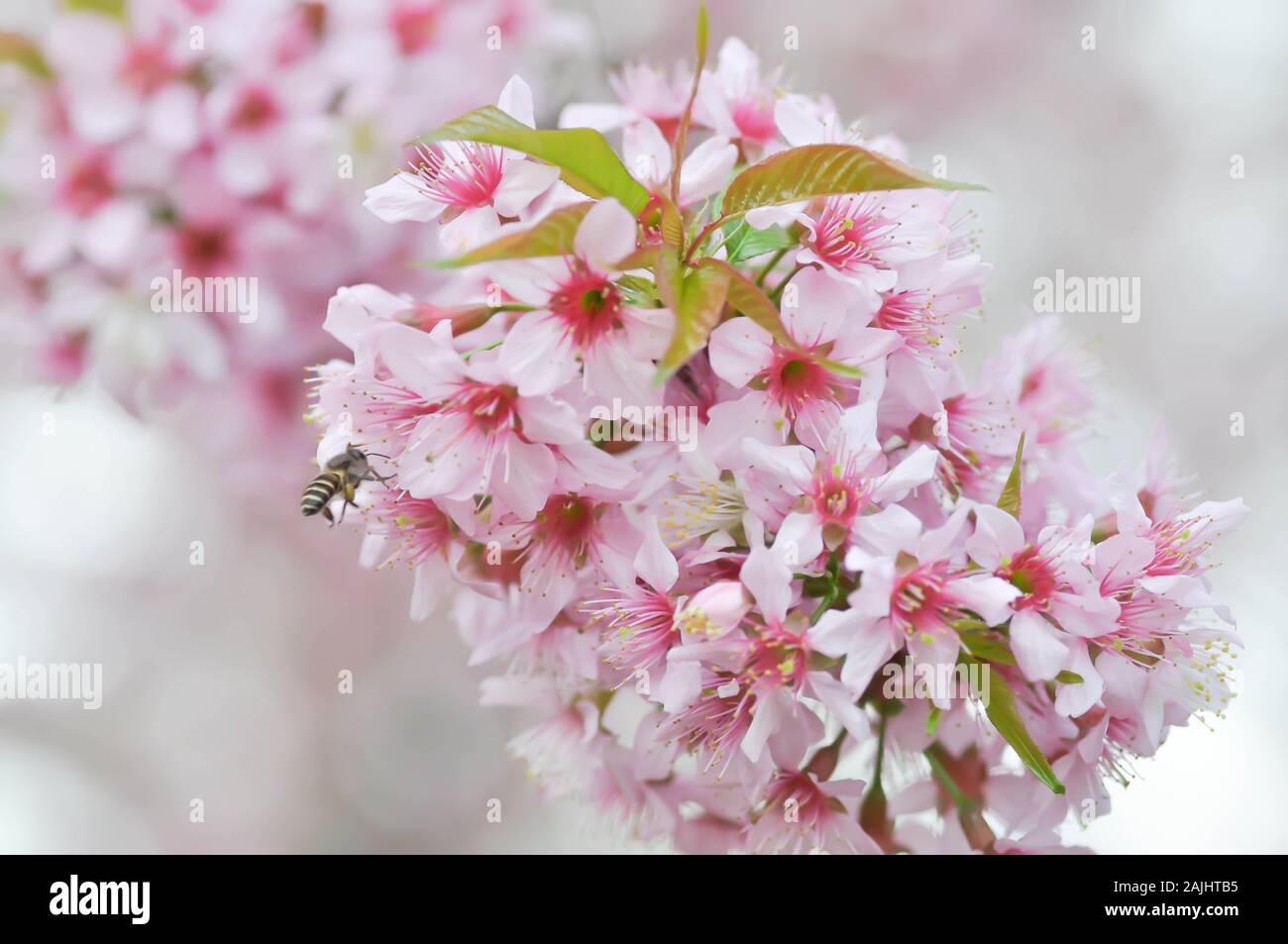 wild himalayan cherry or prunus cerasoides, sakura Stock Photo - Alamy
