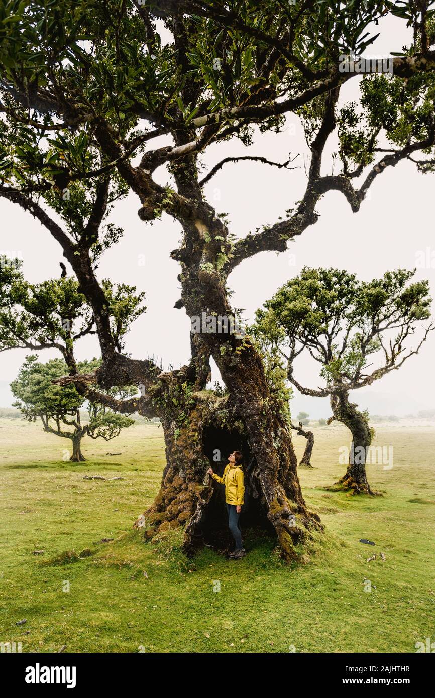 Protect the ancient tree hi-res stock photography and images - Alamy