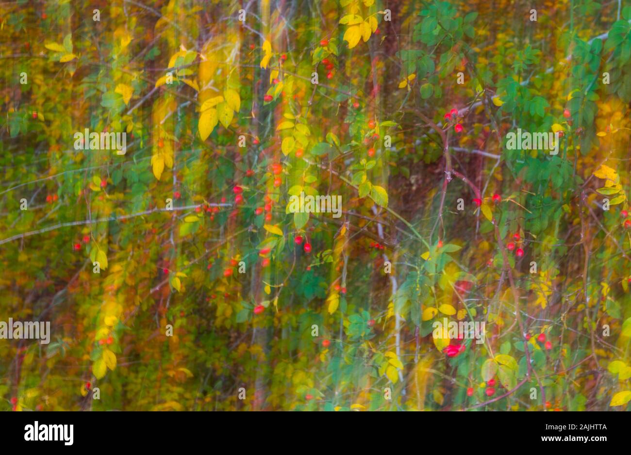 Ajamil de cameros hi-res stock photography and images - Alamy