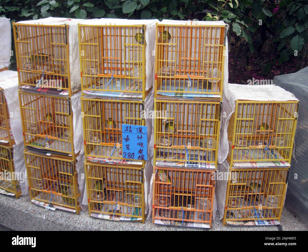 Bird street, Kowloon, Hong Kong Stock Photo - Alamy
