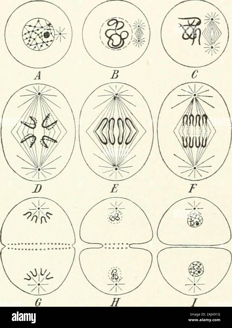 6 Stages Of Mitosis In Plant Cells