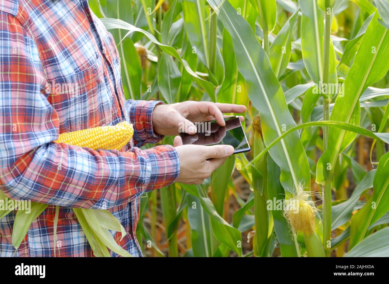 Farmer using tablet computer for inspecting maize corn field Stock ...