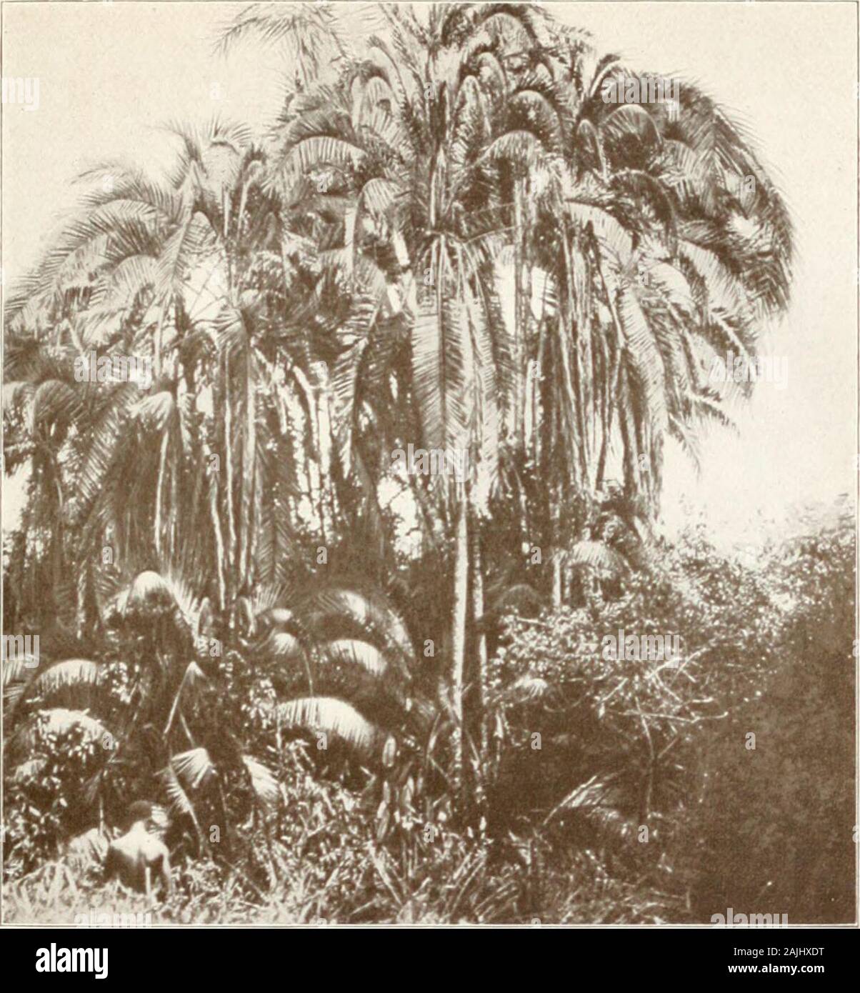 From the Congo to the Niger and the Nile : an account of The German ...