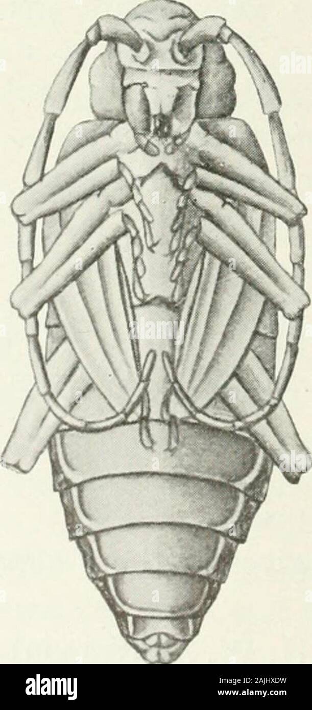 Prothorax hi-res stock photography and images - Alamy