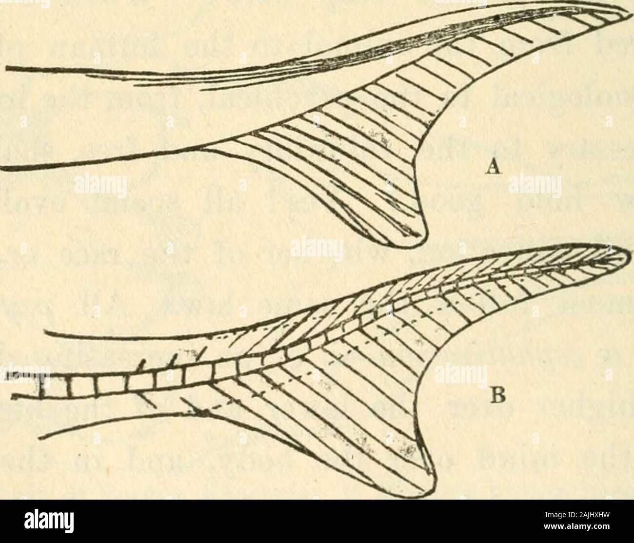Evolution; its nature, its evidences, and its relation to religious ...