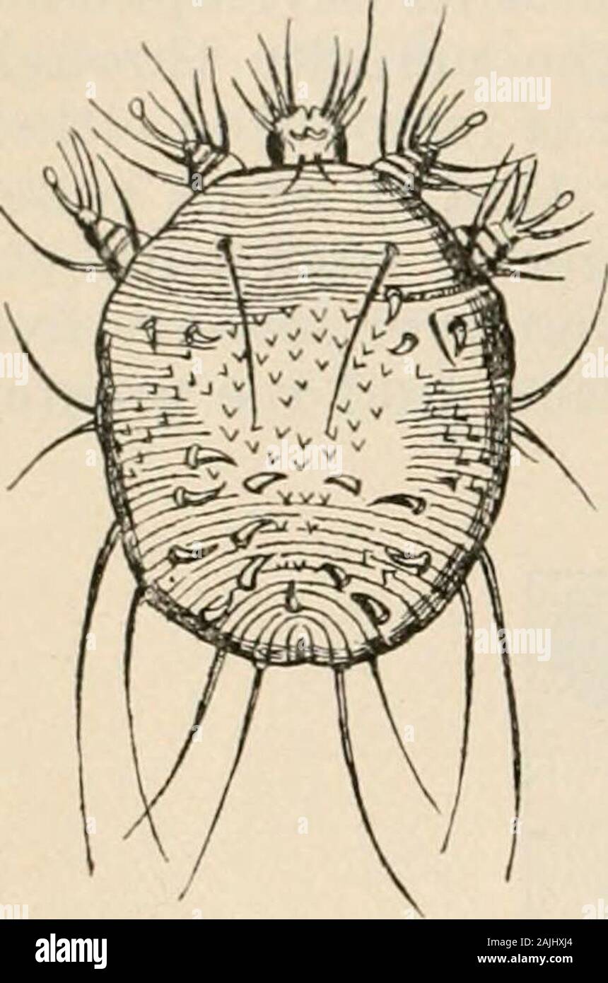 Manual of pathology : including bacteriology, the technic of ...