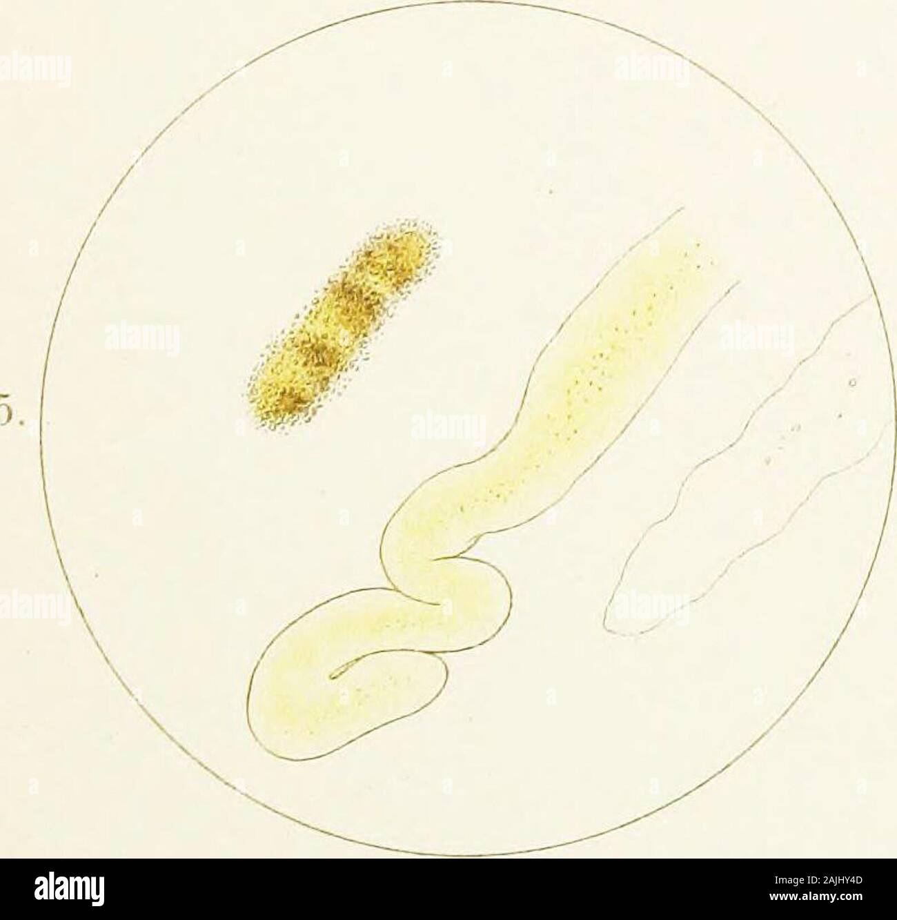 Atlas of urinary sediments; with special reference to their clinical ...