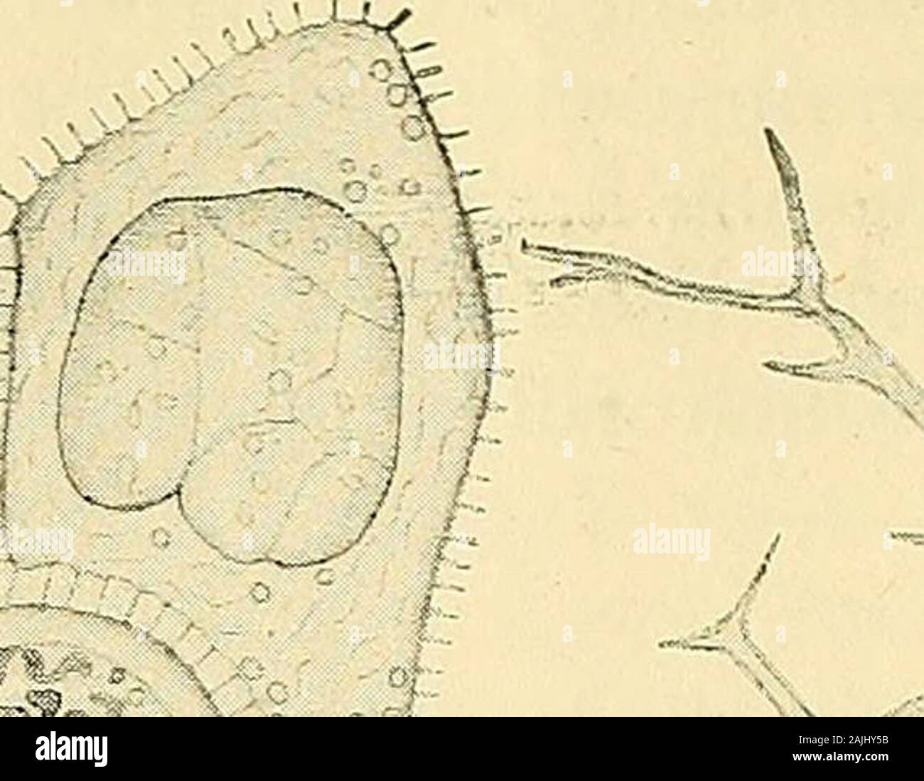 The cell in development and inheritance . I ^ ( -^ N^ I I D /^6^y. E ...