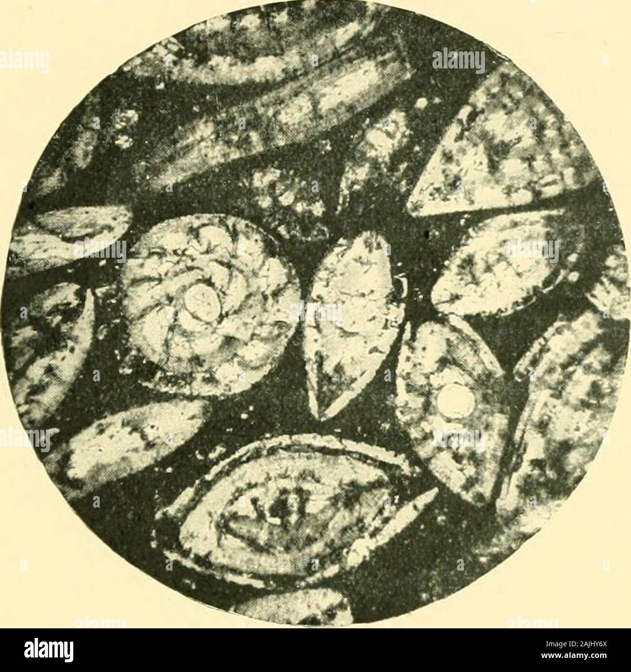 The foraminifera: an introduction to the study of the protozoa . Fig ...