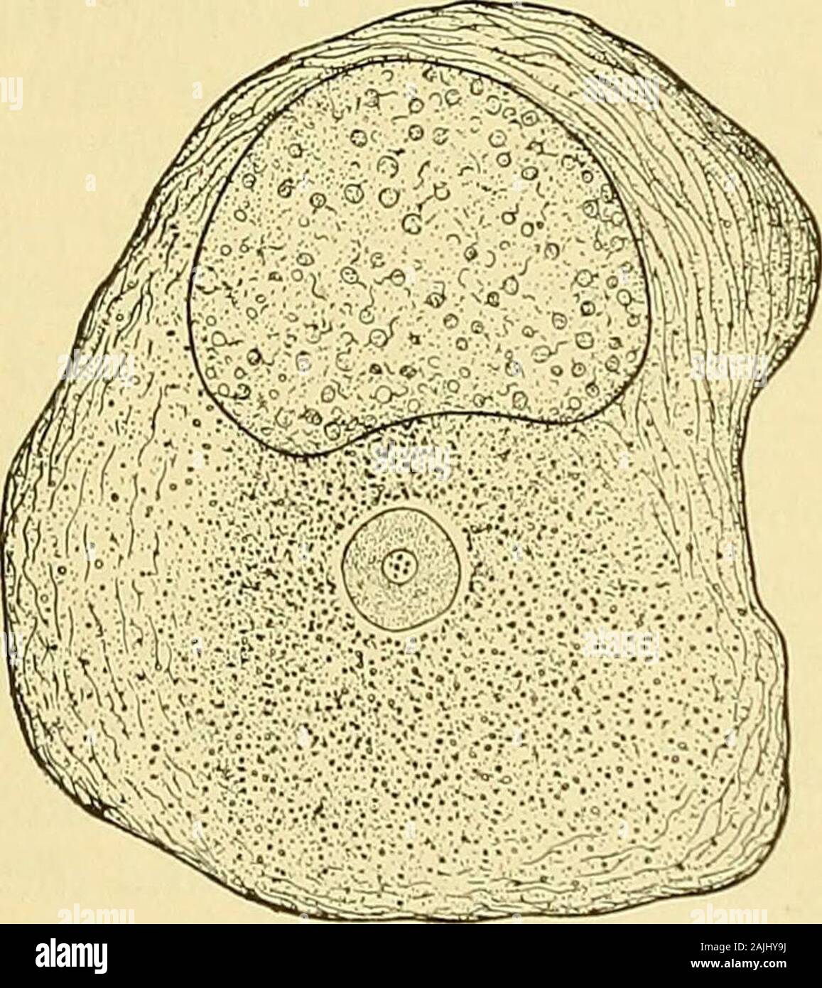 The cell in development and inheritance . C D Fig. S — Various cells ...