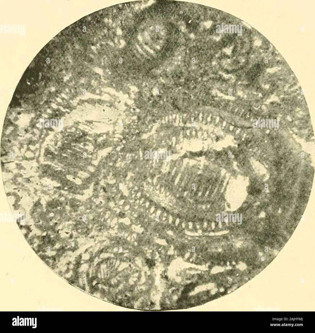 Foraminifera Under Microscope Labeled