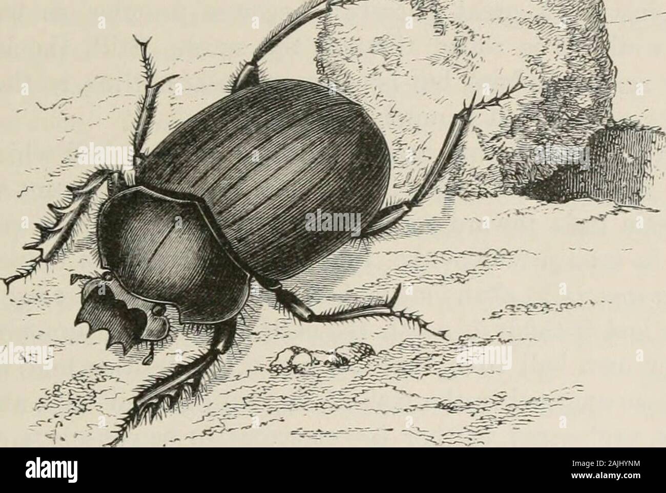 Insects abroad : being a popular account of foreign insects, their ...