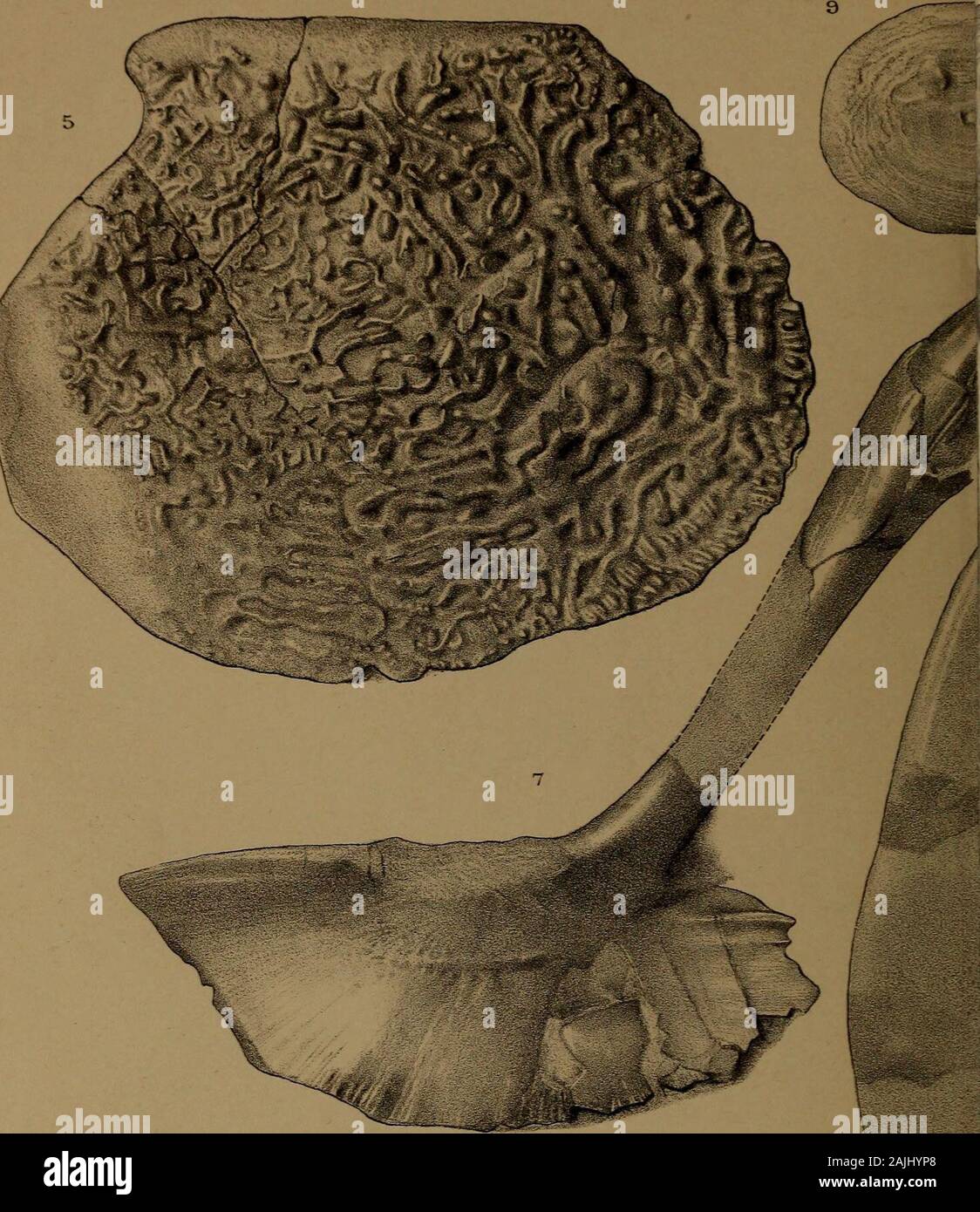 Rhizodus hibberti hi-res stock photography and images - Alamy