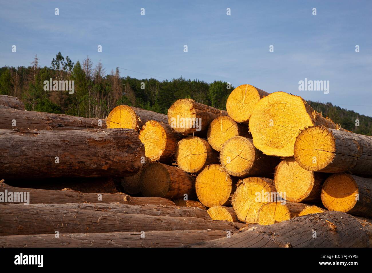 Big logs stacked on a pile Stock Photo - Alamy
