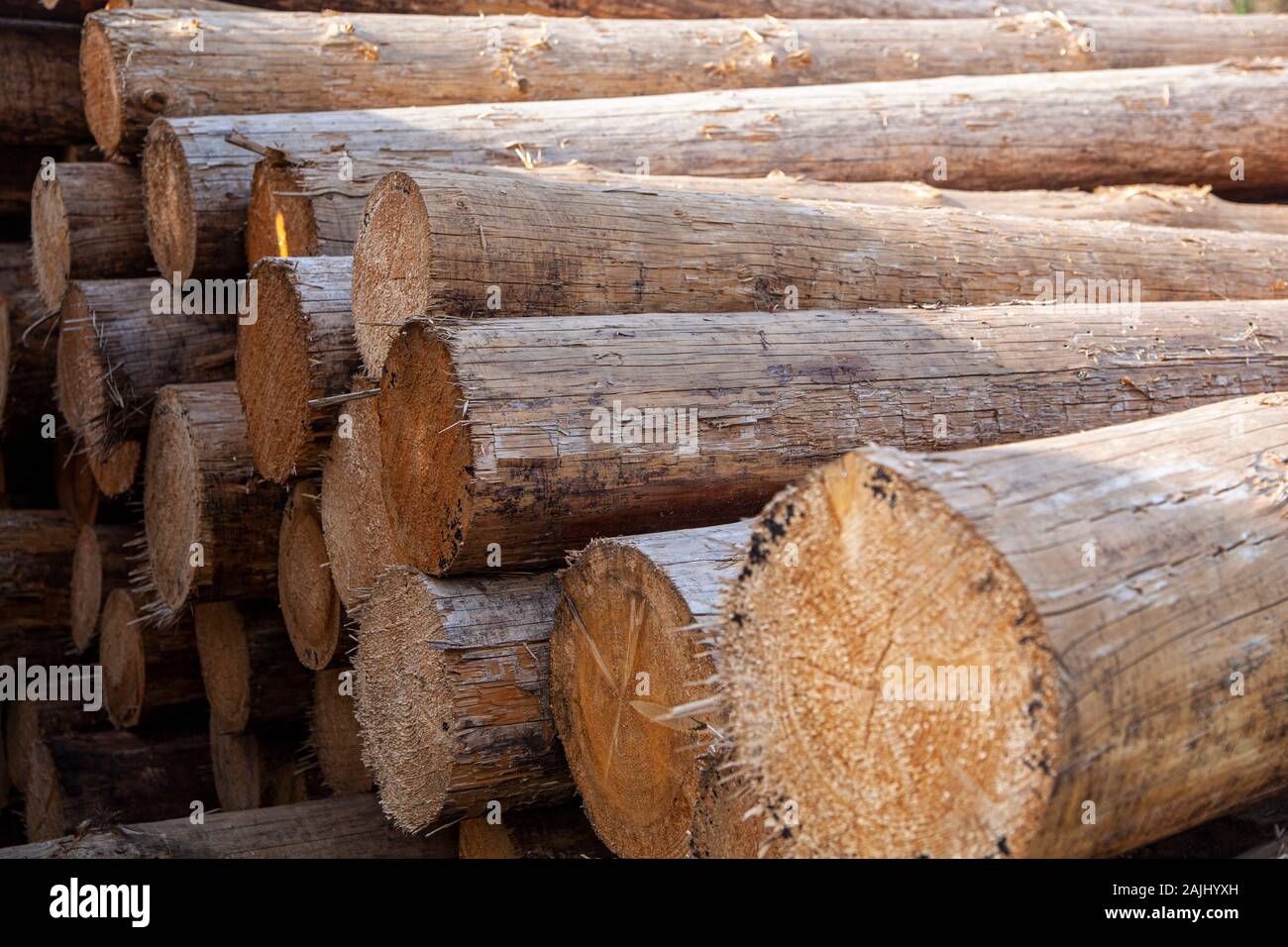 Big logs stacked on a pile Stock Photo - Alamy