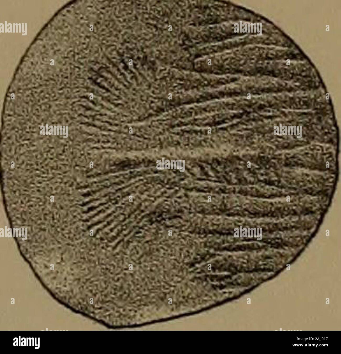 Rhizodus hibberti hi-res stock photography and images - Alamy