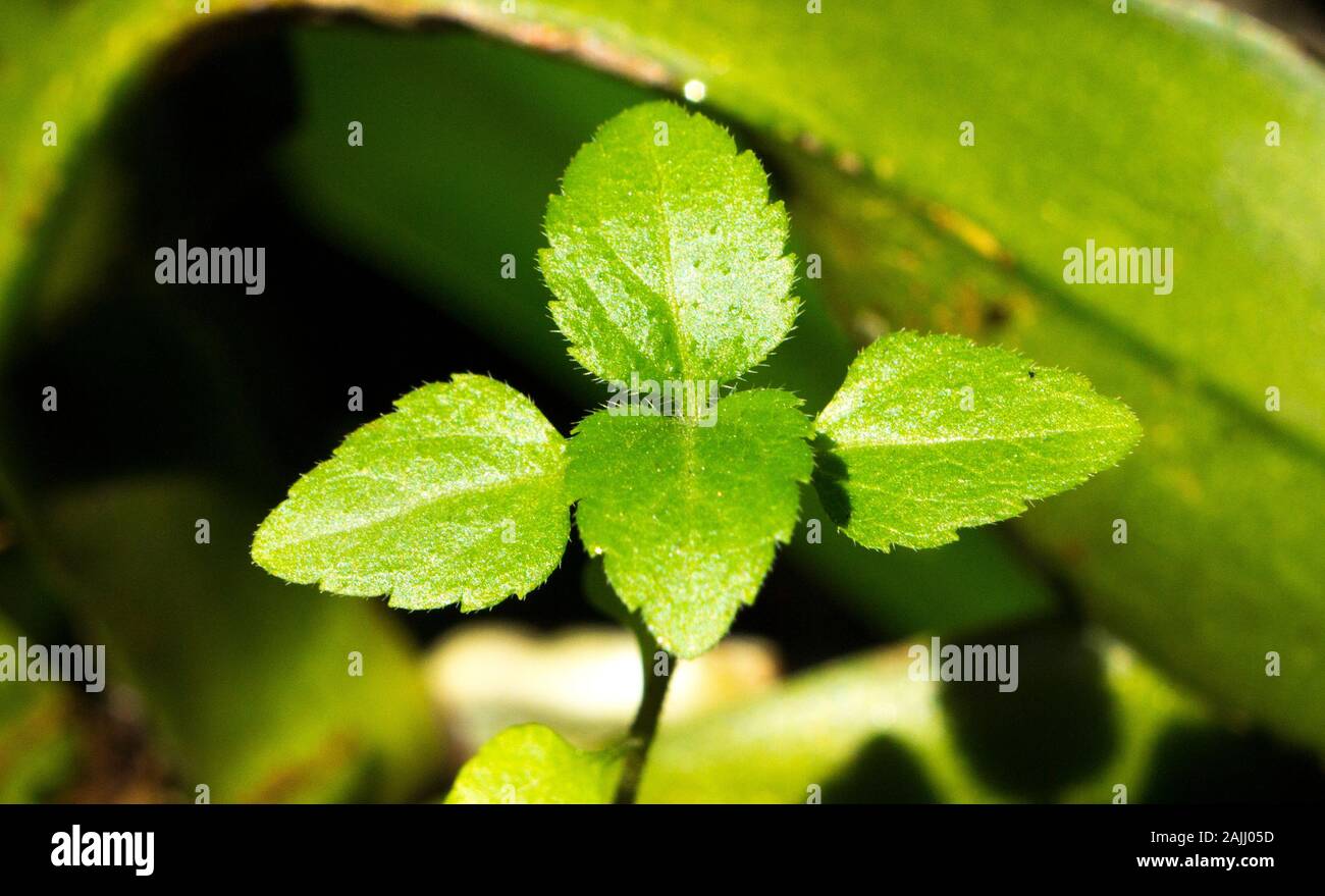 Close up of flowers and leaves Stock Photo - Alamy