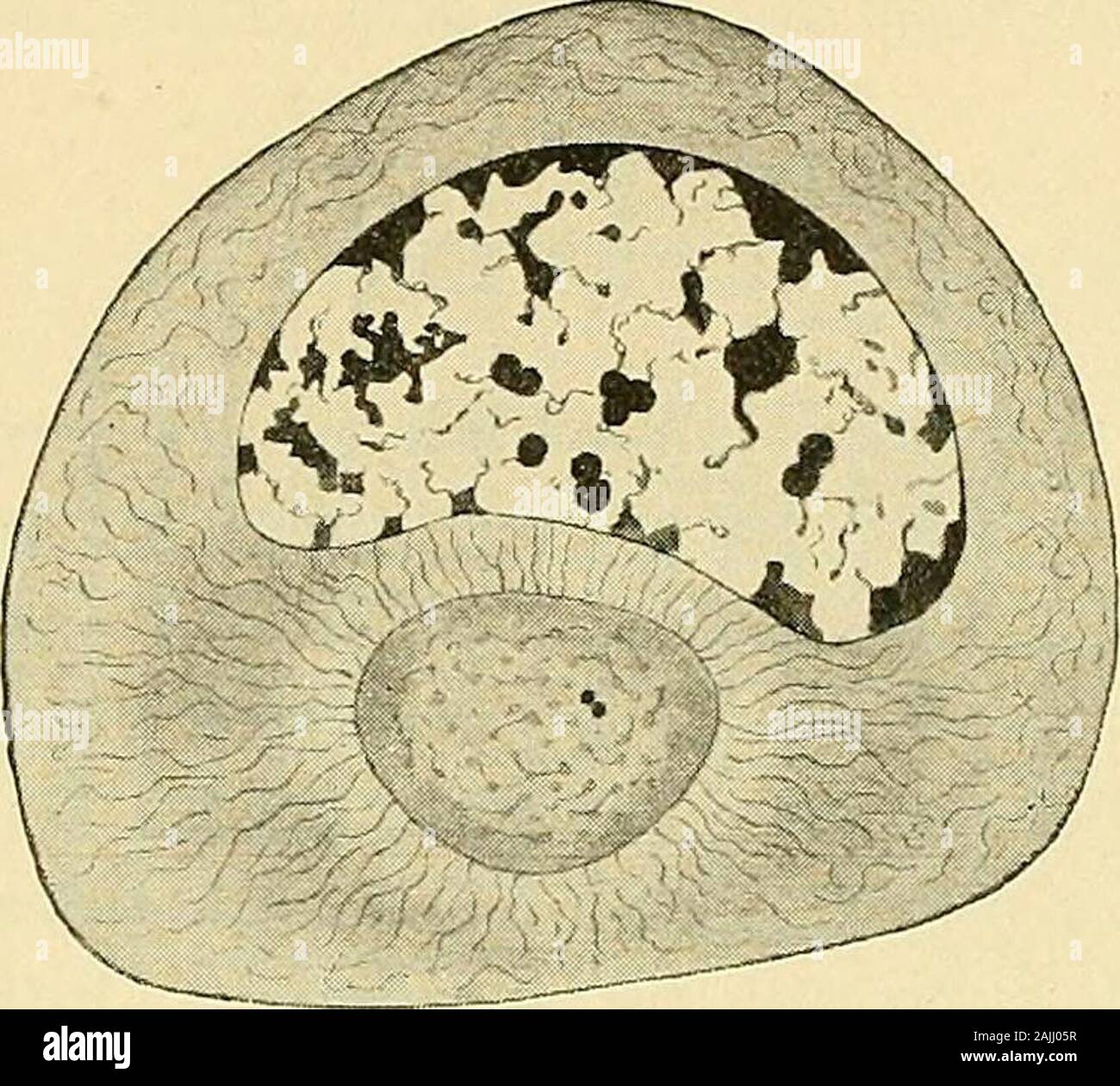 Protoplasmic threads hi-res stock photography and images - Alamy