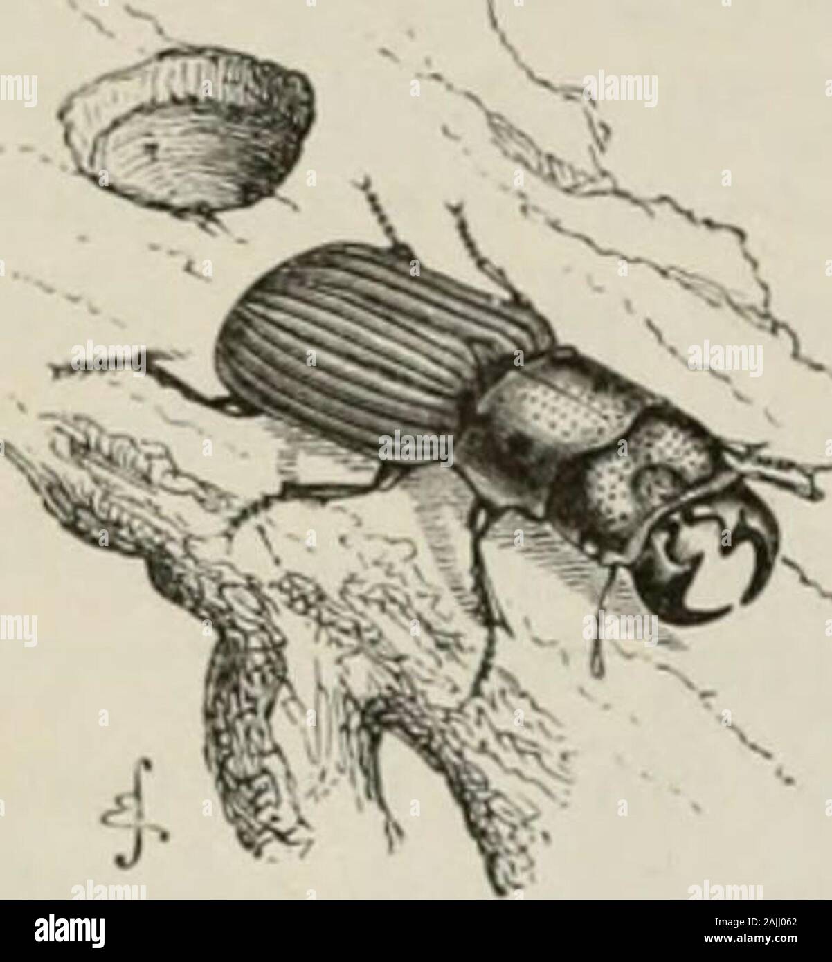 Horn projections hi-res stock photography and images - Alamy