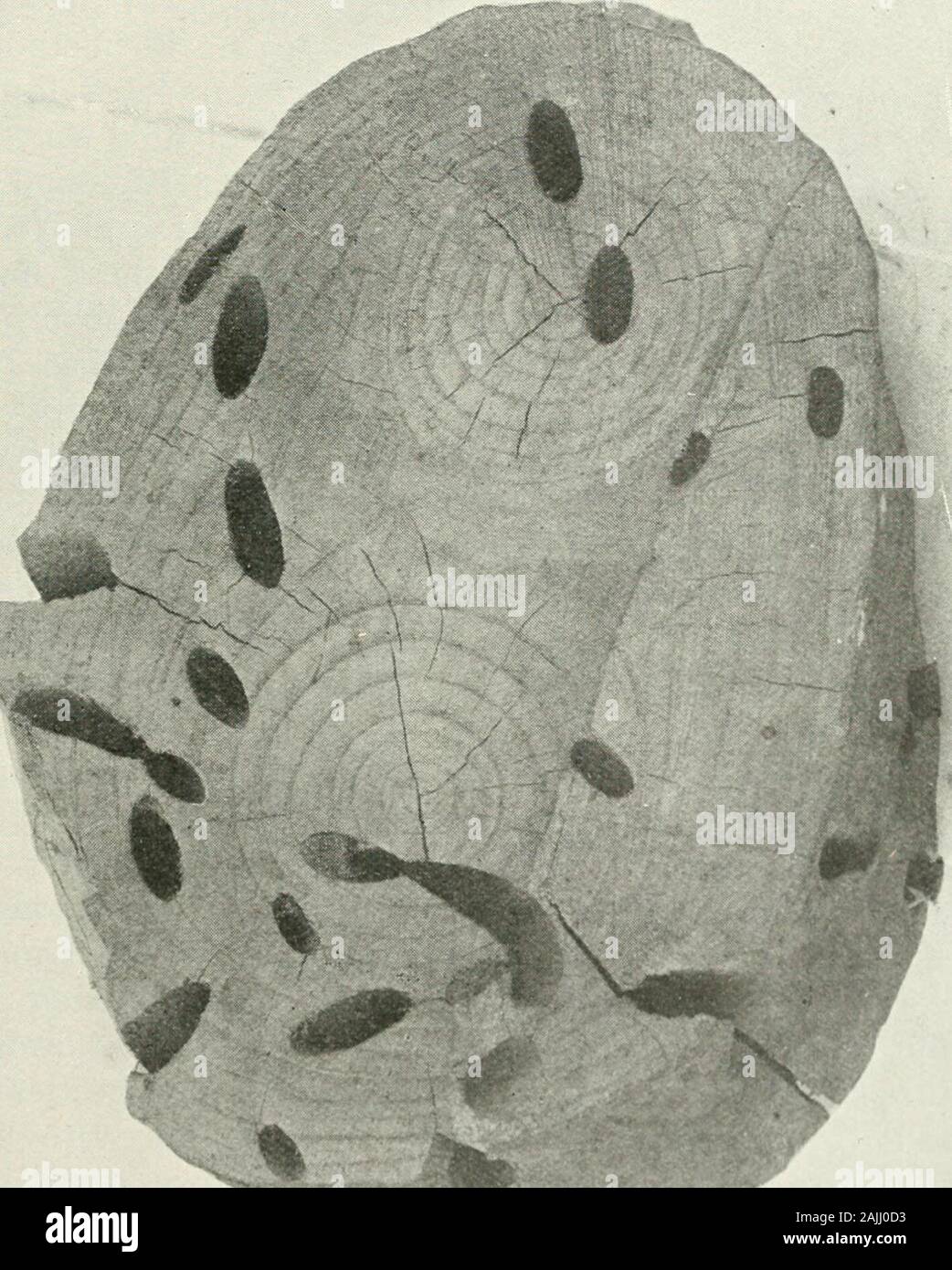 Heart formed by insects hi-res stock photography and images - Alamy