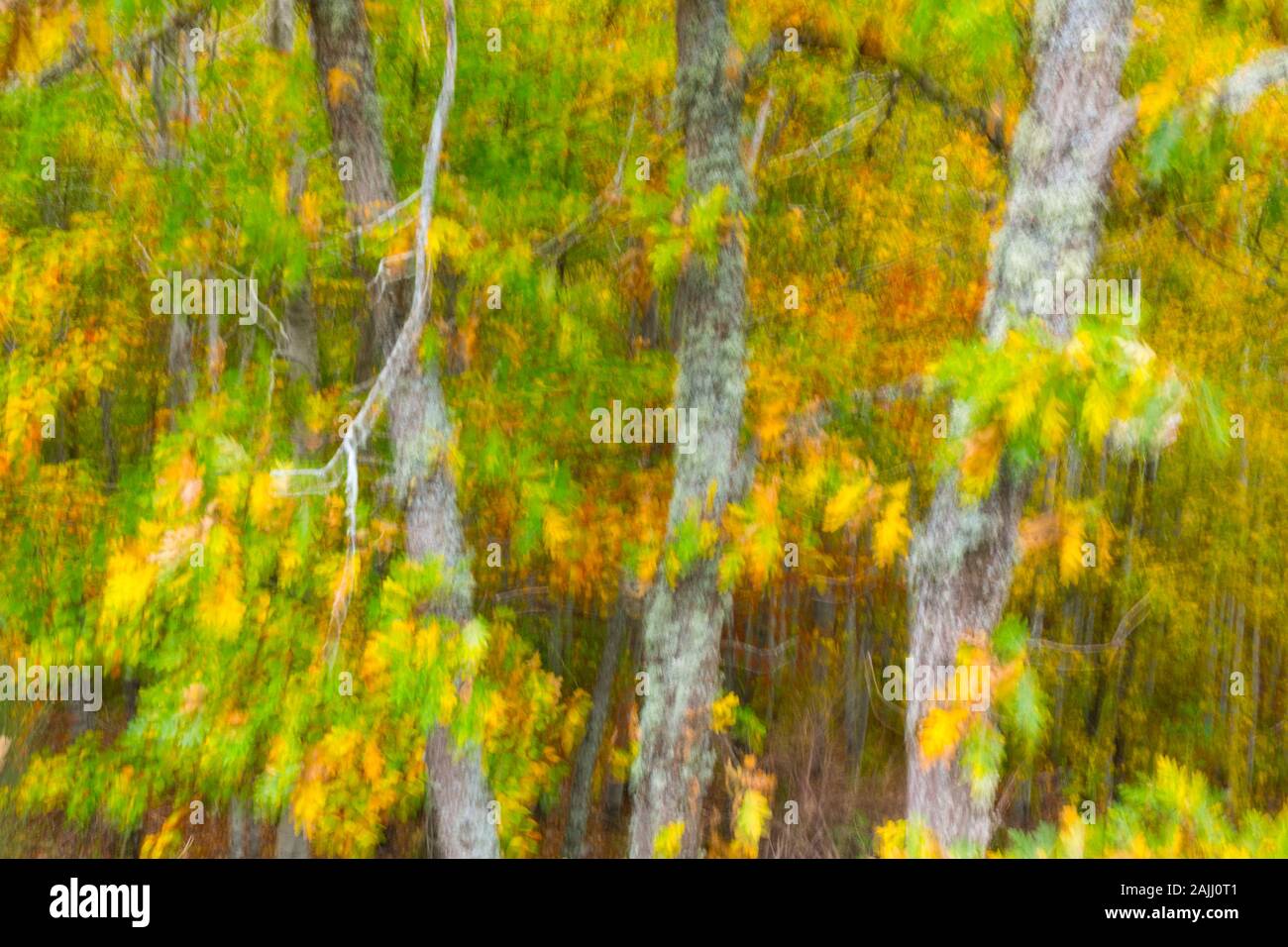 Oak, Hayedo Monte Real, Ajamil de Cameros, Cameros, La Rioja, Spain ...