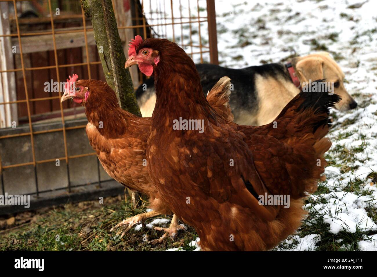 domestic chicken walking and eating on the snow farm in the winter ...