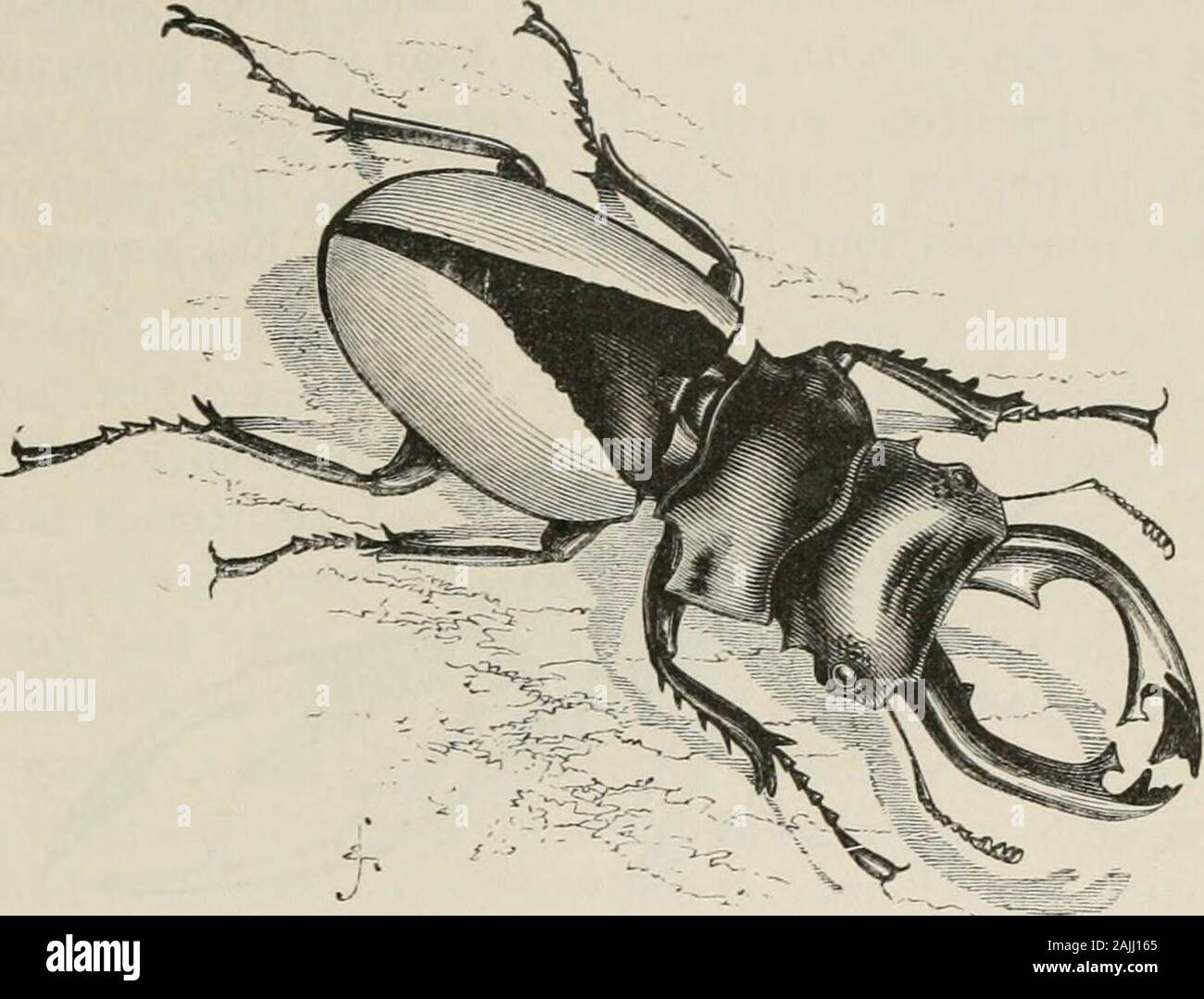 Two beetle specimens hi-res stock photography and images - Alamy