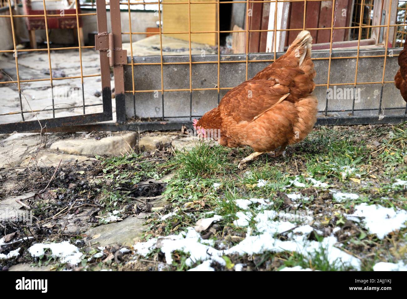Broiler chicken white feathers hi-res stock photography and images - Alamy