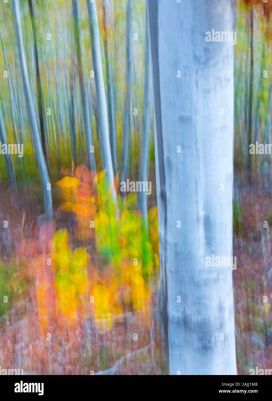 Beech, Hayedo Monte Real, Ajamil de Cameros, Cameros, La Rioja, Spain ...