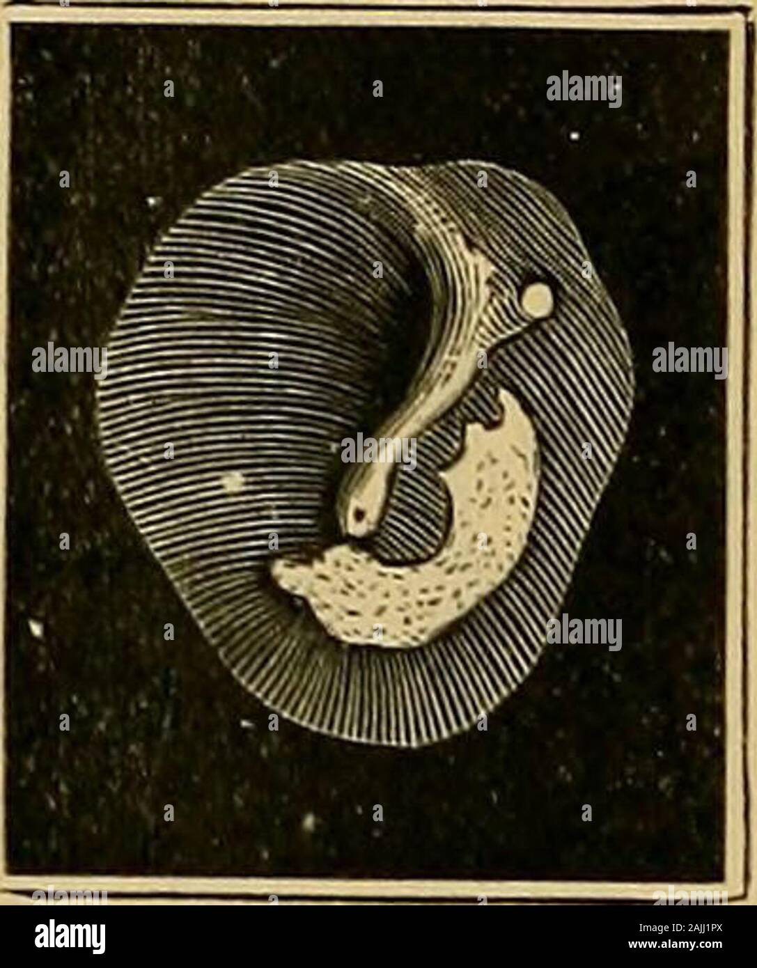 A text-book of the diseases of the ear for students and practitioners ...