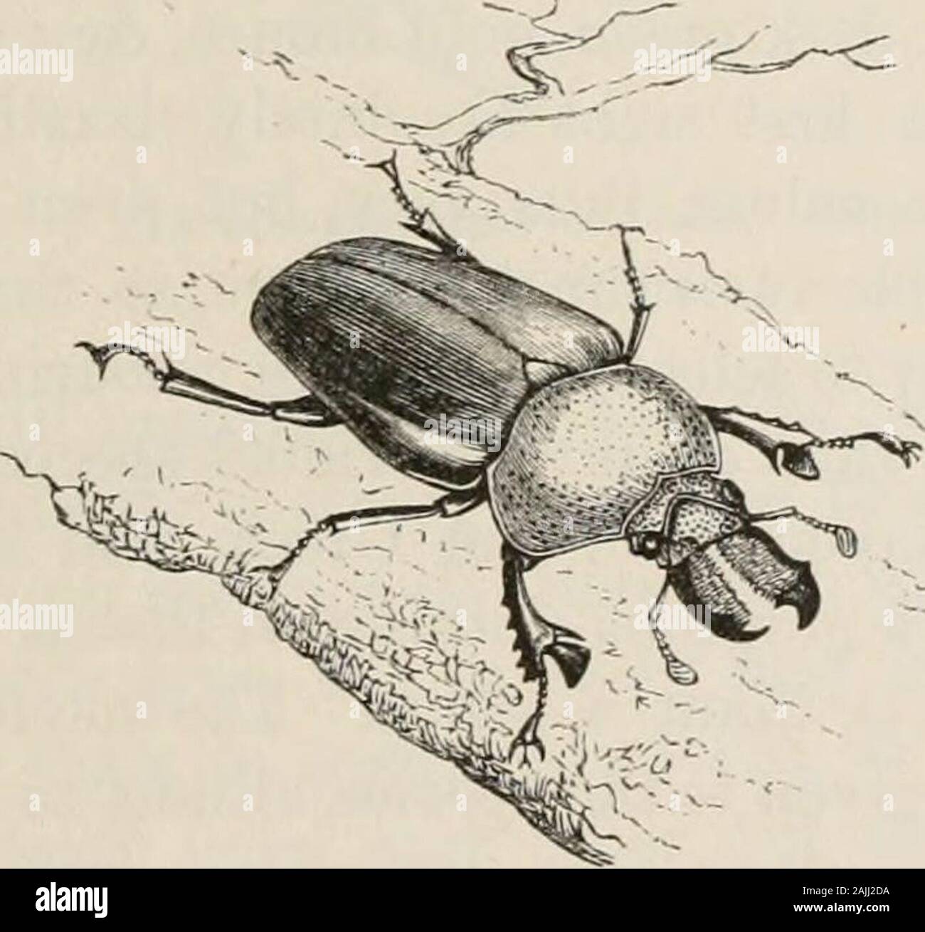 Insects abroad : being a popular account of foreign insects, their ...