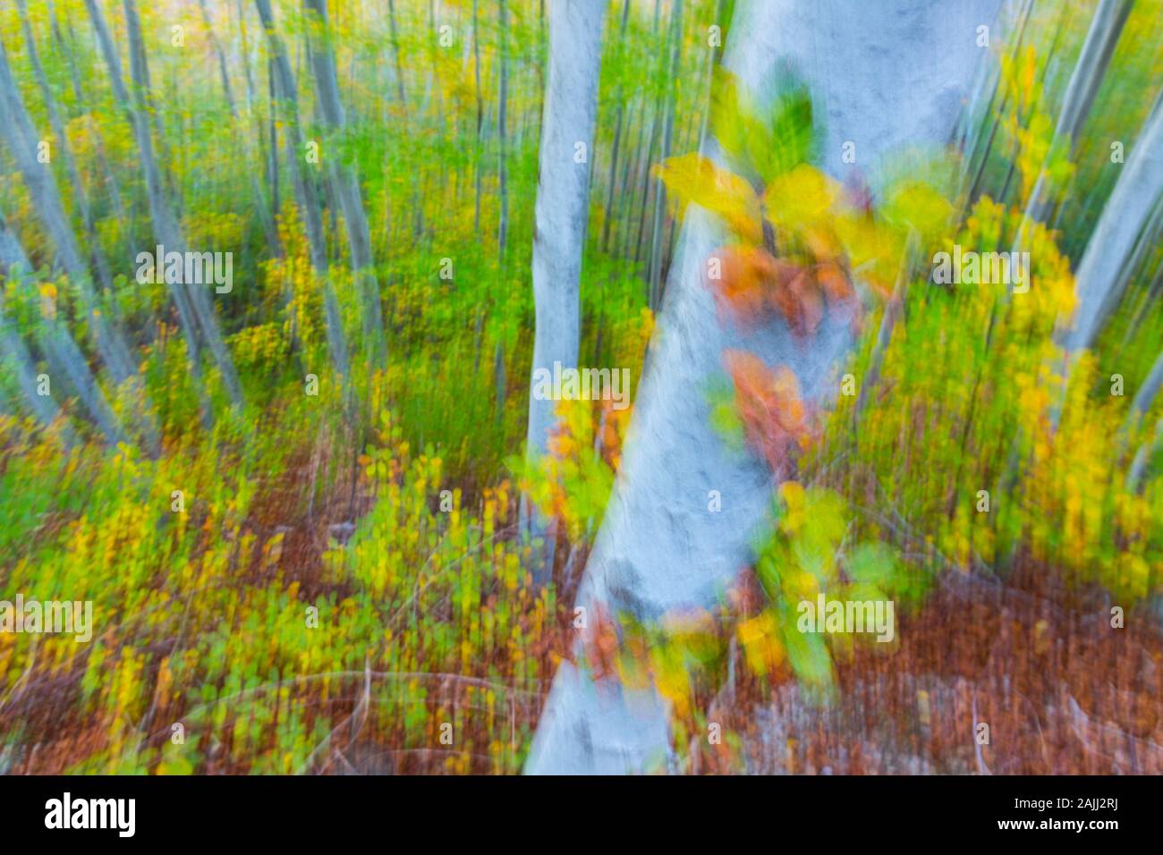 Beech, Hayedo Monte Real, Ajamil de Cameros, Cameros, La Rioja, Spain ...