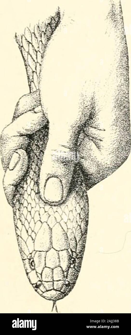Venoms; venomous animals and antivenomous serum-therapeutics . sterior ...
