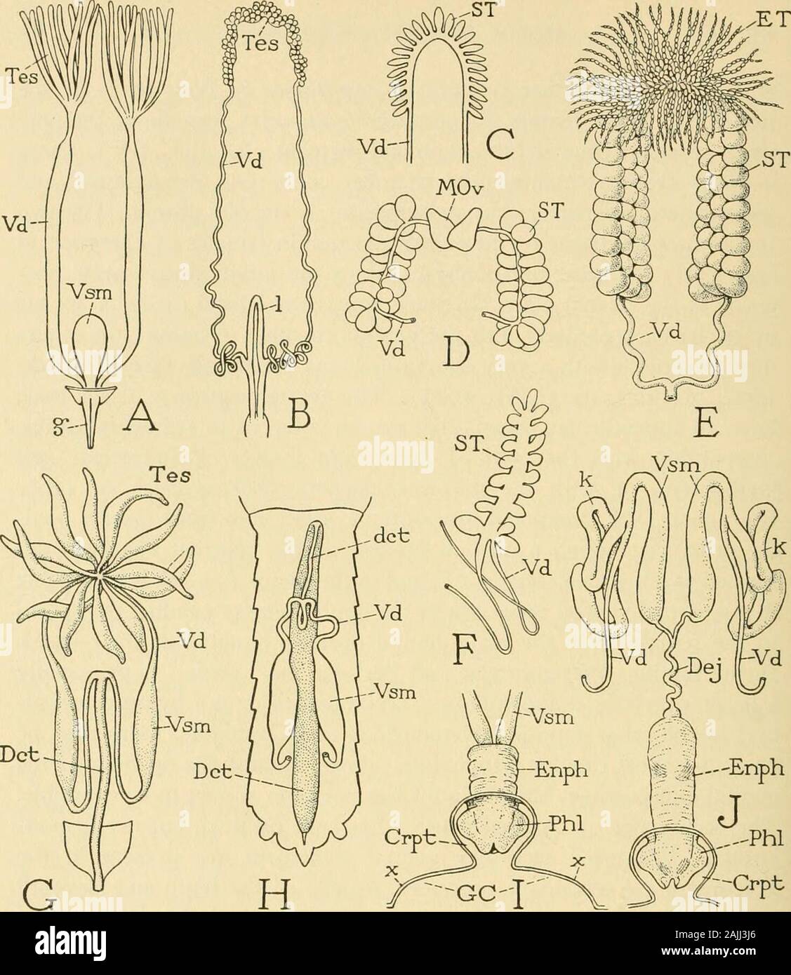 Smithsonian miscellaneous collections . and eleventhabdominal segments ...