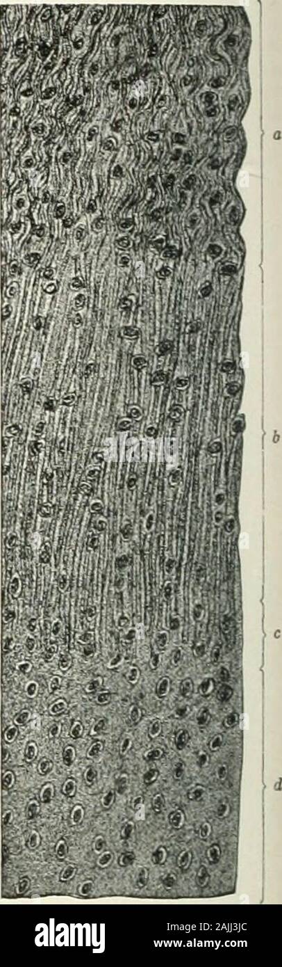 Cartilage fibers hi-res stock photography and images - Alamy