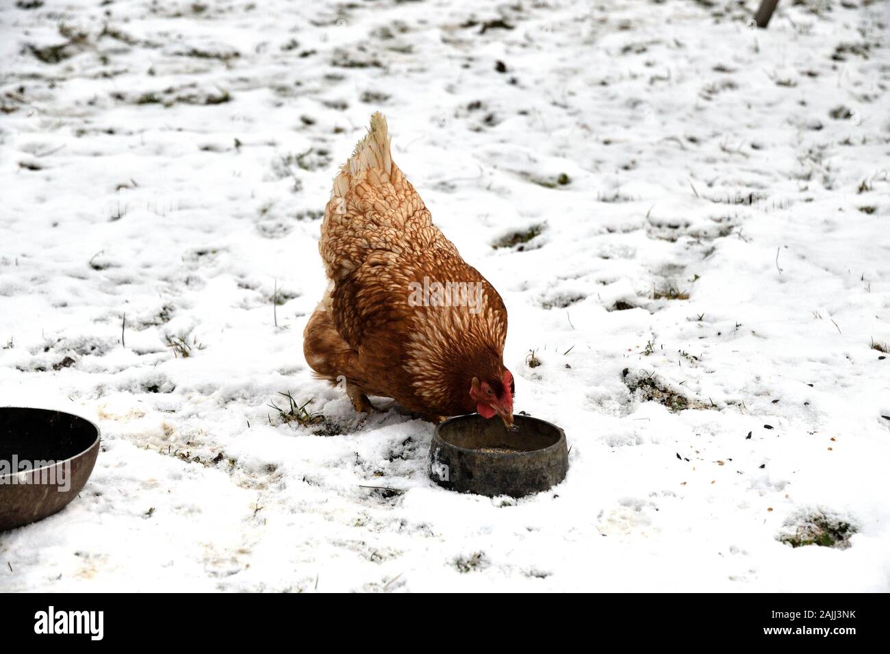 domestic chicken walking and eating on the snow farm in the winter ...