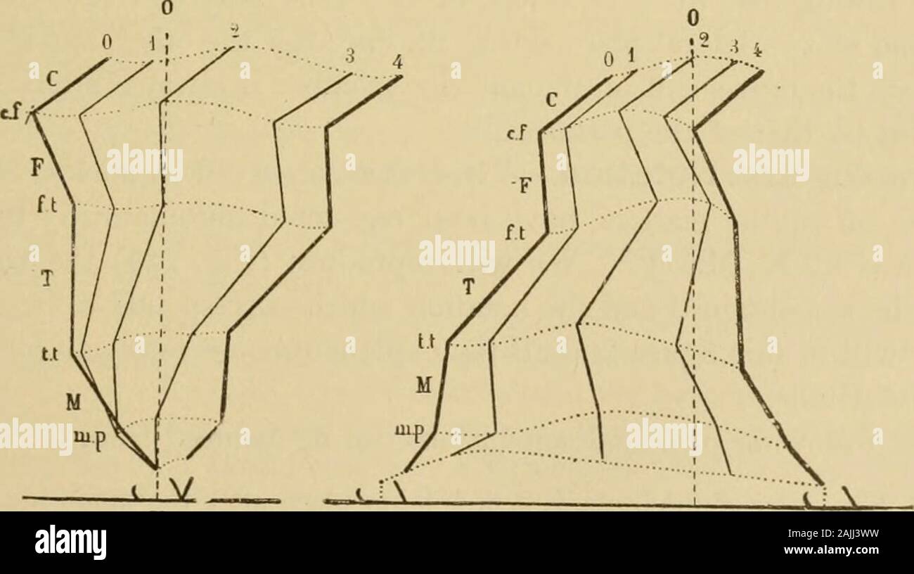 Phalan hi-res stock photography and images - Alamy