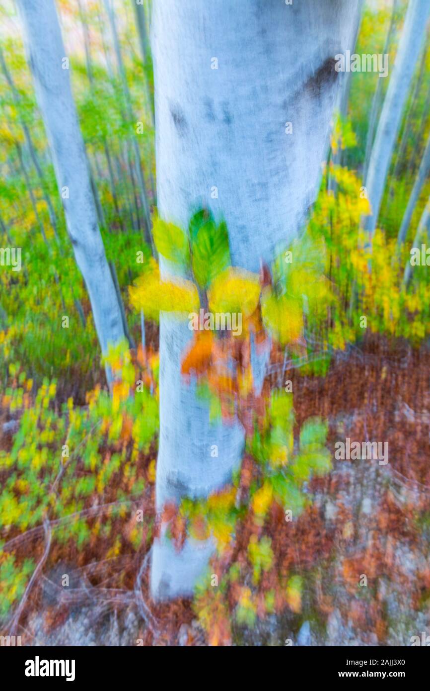 Ajamil de cameros hi-res stock photography and images - Alamy